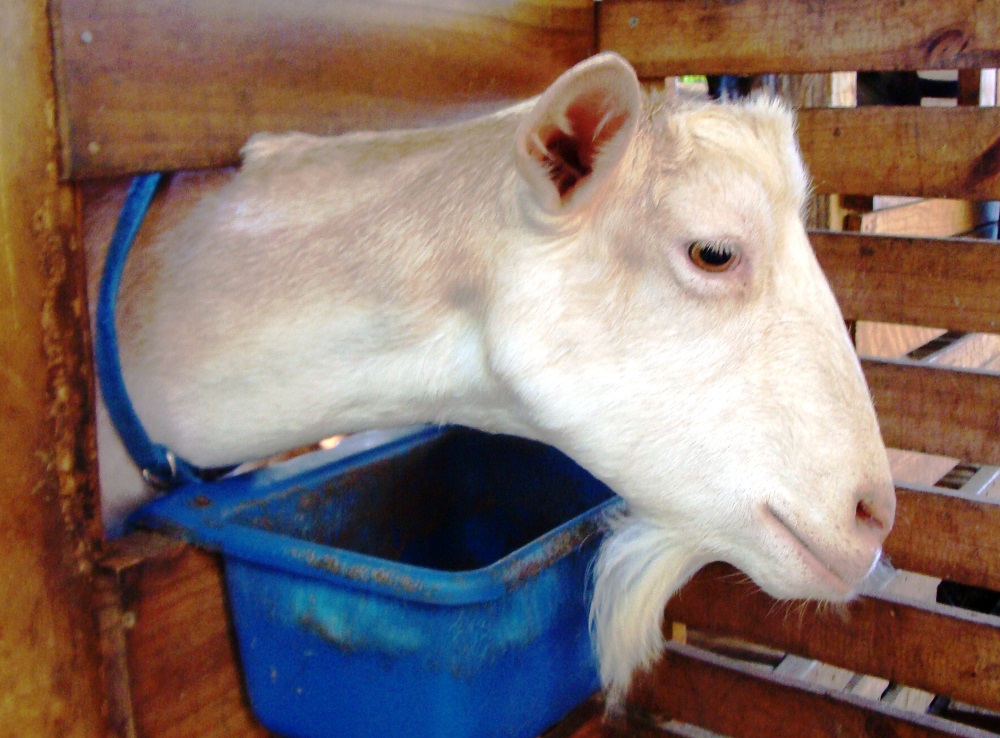 GOVARDHAN GARDENS ECO-ORGANIC FRUIT NURSERY